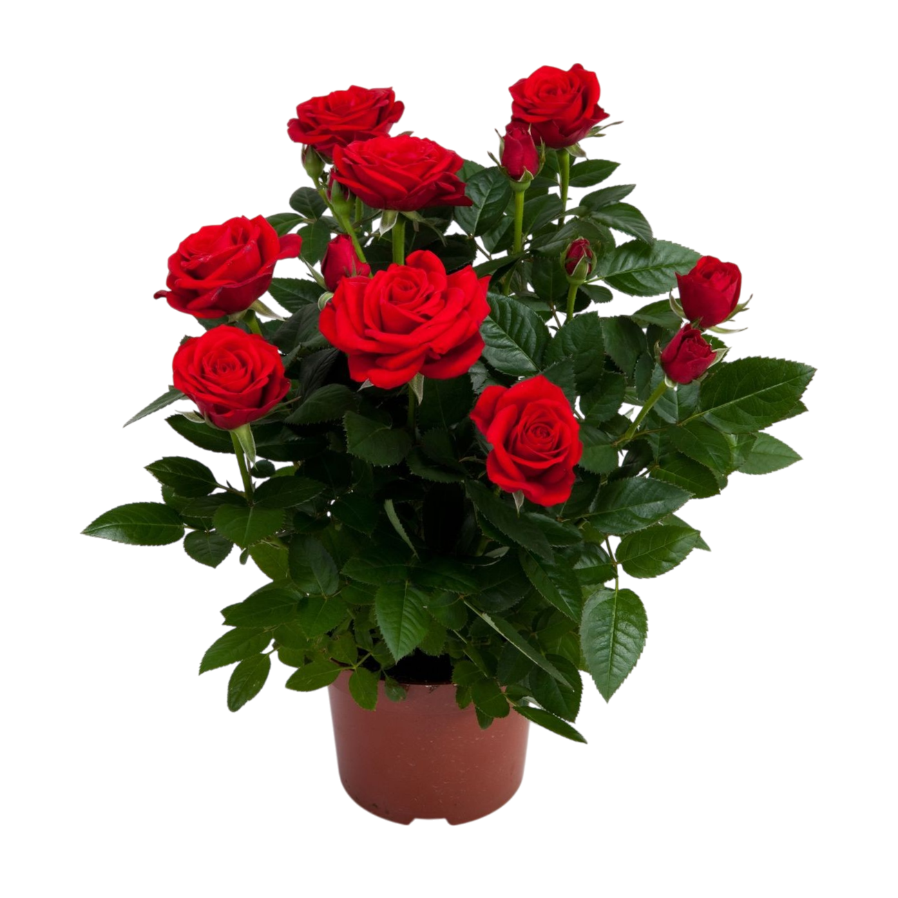 RÓZSA MIX 12 CM ROSA SP. - Szobanövény - Növény - Kert