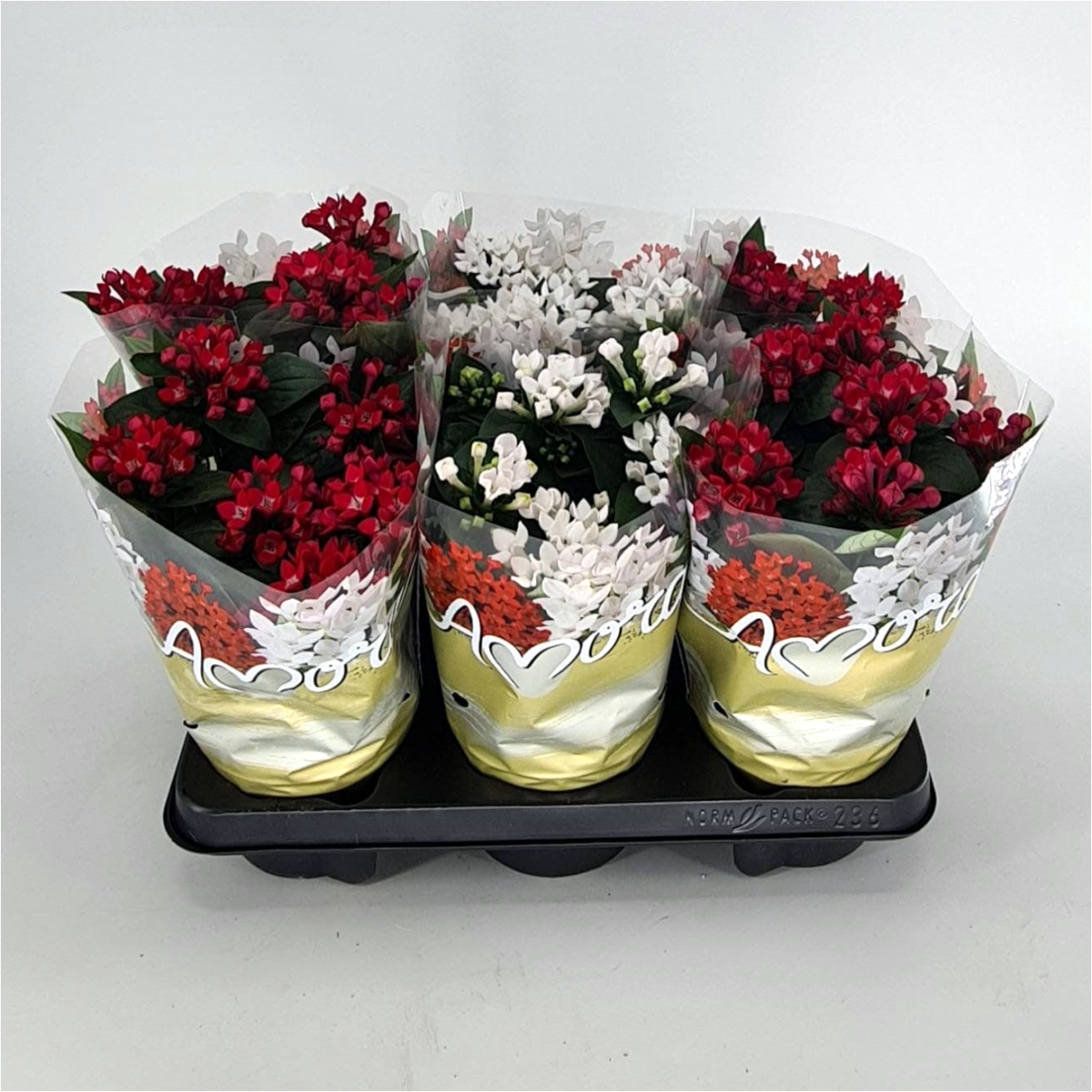 BOUVARD-VIRÁG CS:12CM BOUVARDIA - Szobanövény - Növény - Kert