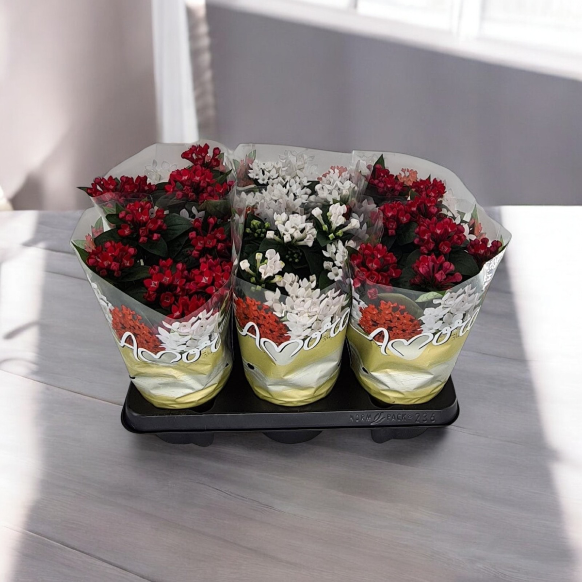 BOUVARD-VIRÁG CS:12 CM BOUVARDIA - Szobanövény - Növény - Kert