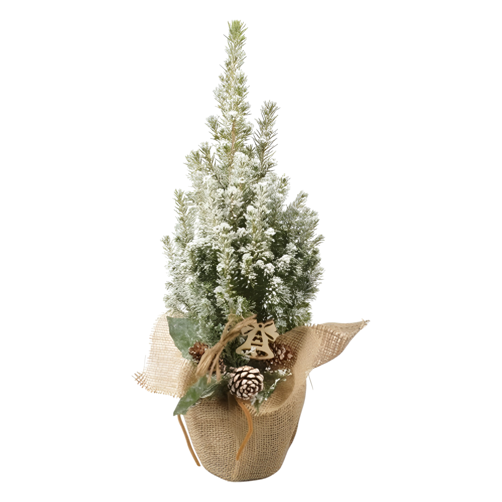 CUKORSÜVEG FENYŐ DÍSZCSOMAGOLÁSBAN CS:9CM PICEA GLAUCA