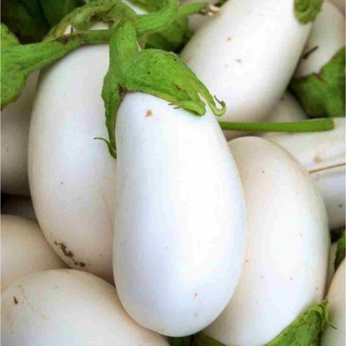 PALÁNTA PADLIZSÁN CS:12CM FEHÉR SOLANUM MELONGENA - Palánta