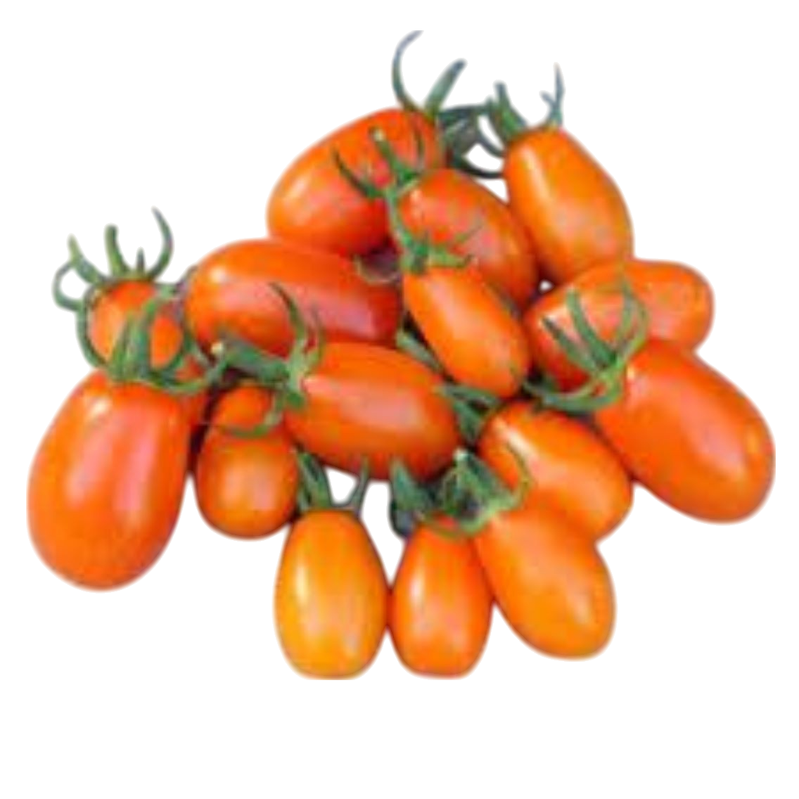 Palánta paradicsom "orange cherry" cs:12cm folytonnövő narancs