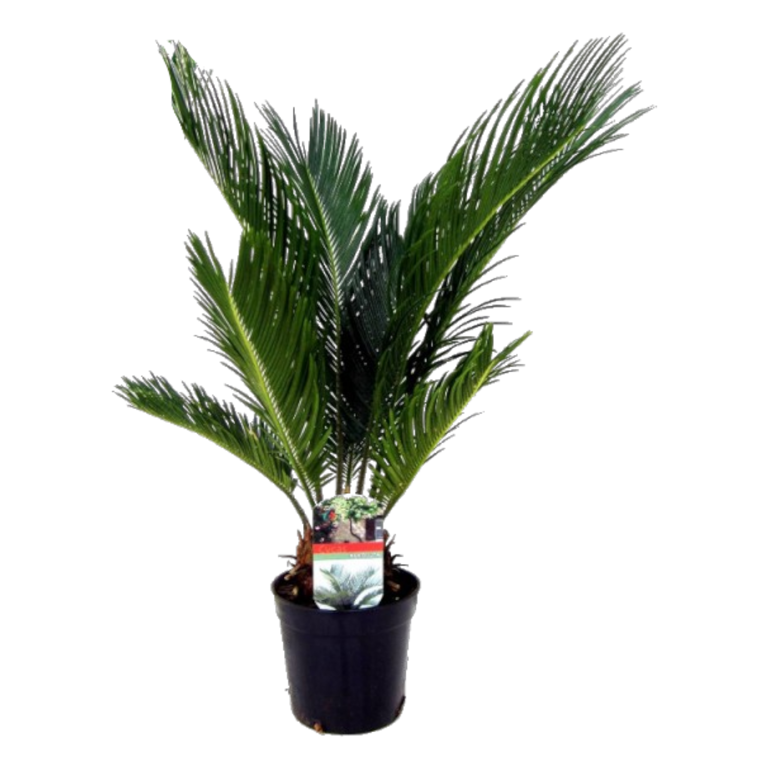 Pálma mix cs:17cm - Faiskolai növény - Növény - Kert