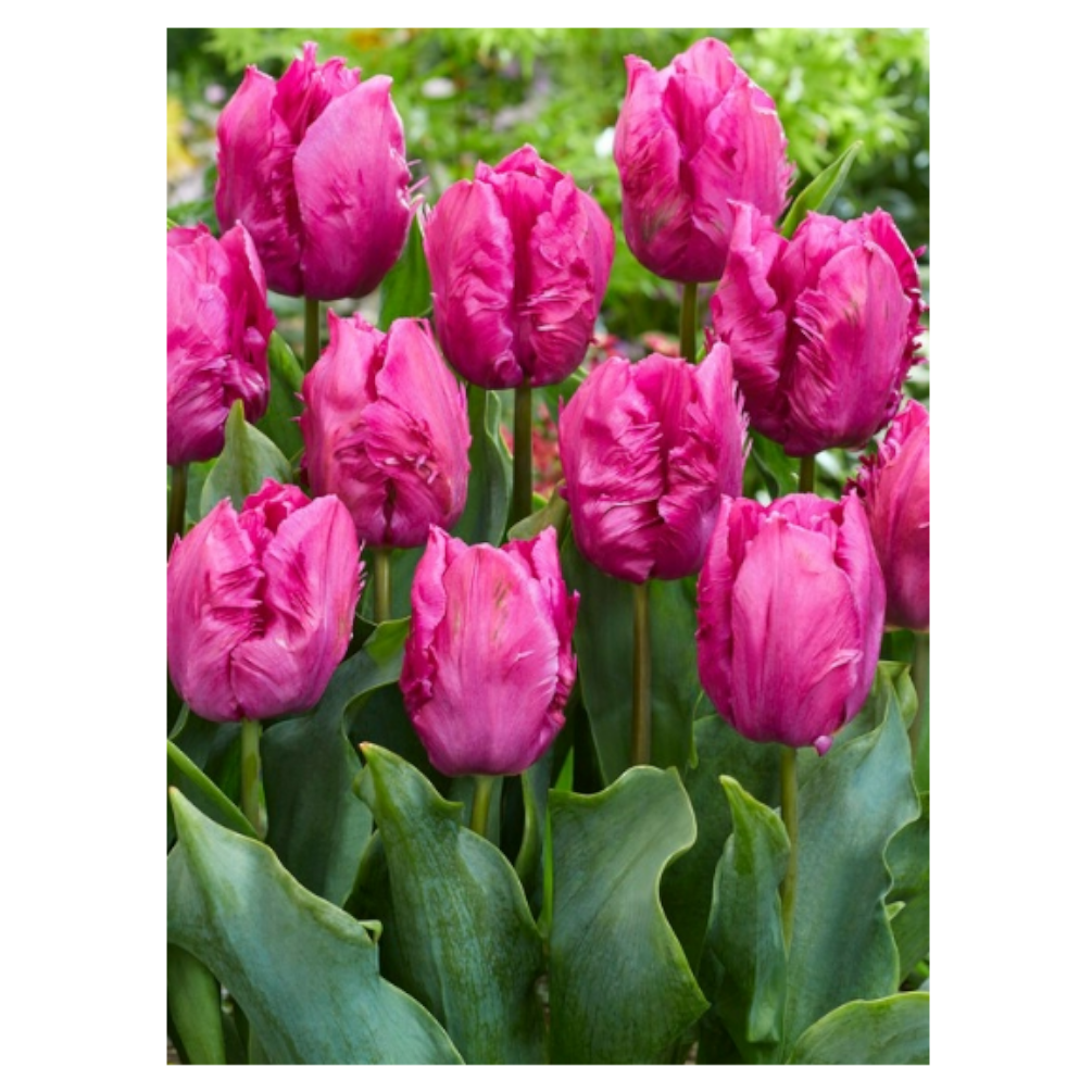 VIRÁGHAGYMA TULIPÁN PARROT PRINCE 10DARAB/CSOMAG CIKLÁMEN